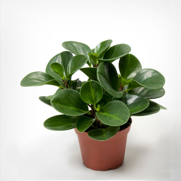 Baby Rubber Plant - Make My Garden