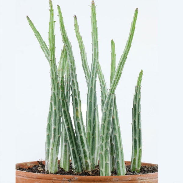 Candy Stick Plant - Make My Garden